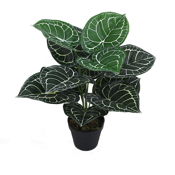 Mini Taro 45cm – Limited Edition